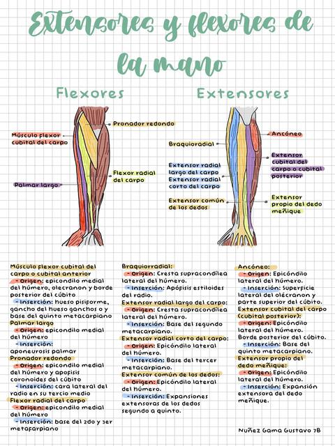Músculos Extensores y flexores de la mano | Gustavo | uDocz