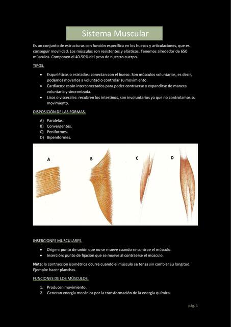 Apunte Sistema Muscular y Cardiovascular | Spectra | uDocz