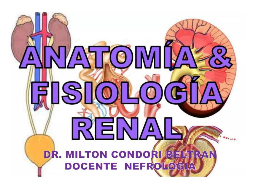 1 ANATOMIA Y FISIOLOGIA RENAL | THIAGO MONTALVAO FREIRE AGUIAR | uDocz