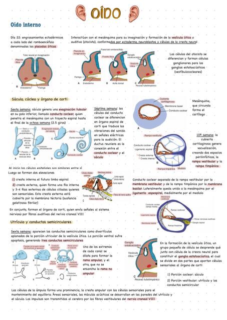 Flashcards de Embriología de oído Lagman | Por Abiel | uDocz