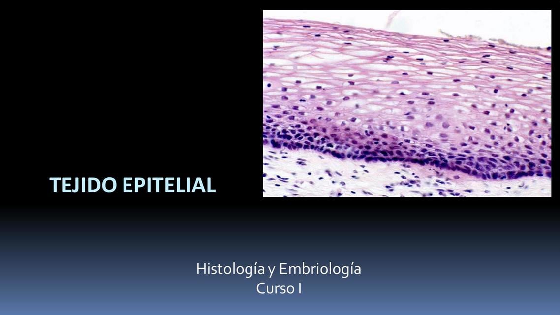 Histologia | uDocz