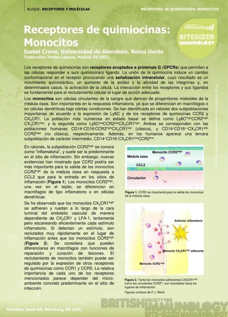 1. Chemokine receptors - Monocytes (Receptores de quimiocinas ...