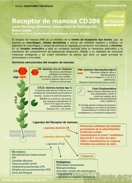 2 CD206 mannose receptor Receptor de manosa CD206 | sander mamani | uDocz