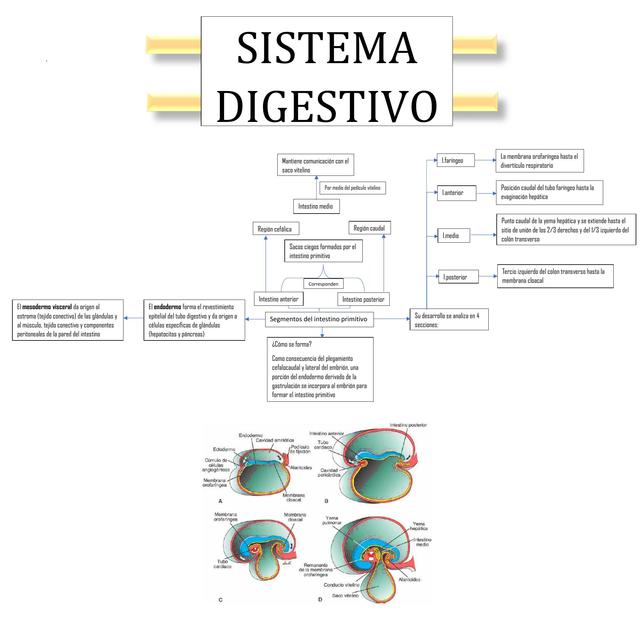 desarrollo del intestino primitivo terminado | Studimedicina | uDocz