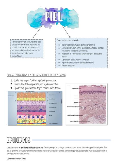 Histología de Piel | Candela Blitman | uDocz