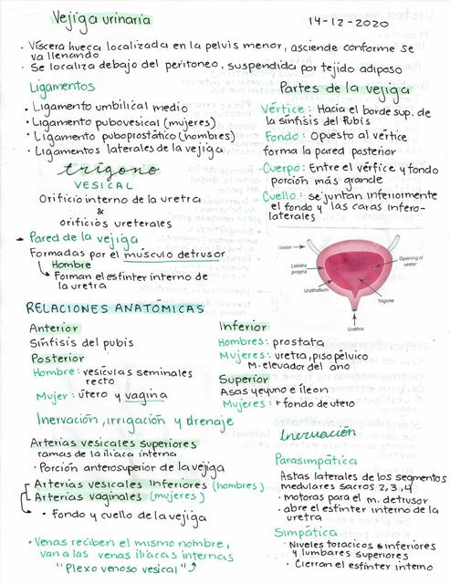 Anatomía de la vejiga urinaria | Fer Yan Márquez | uDocz