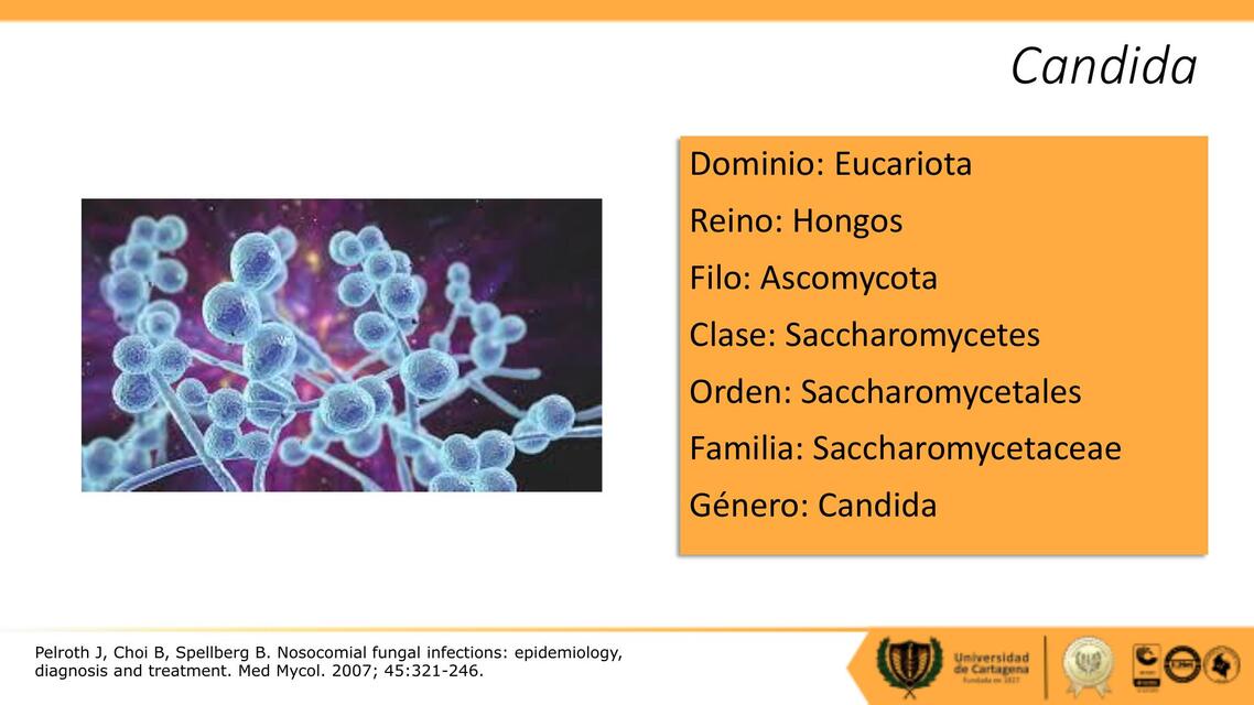 CANDIDA | ramon alejandro | uDocz