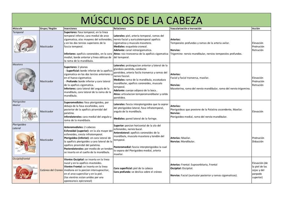 Musculos de la cabeza | MedElite | uDocz