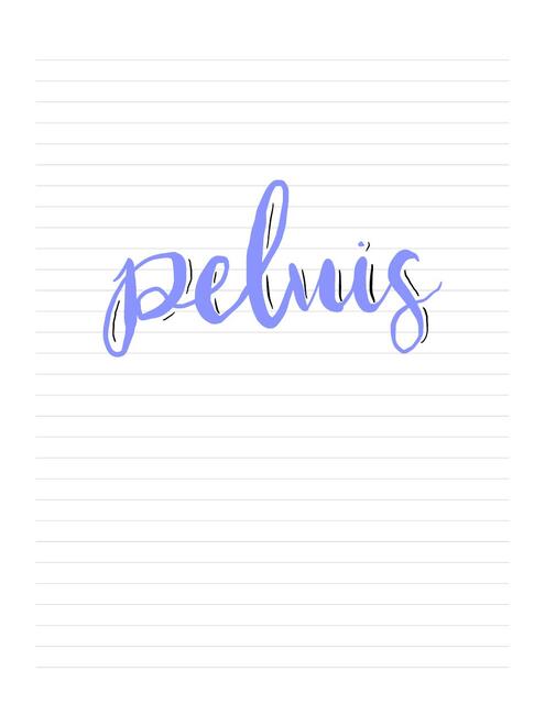 Pelvis Vanessa Udocz