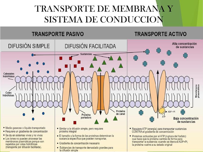 Bioquímica y Nutrición | uDocz