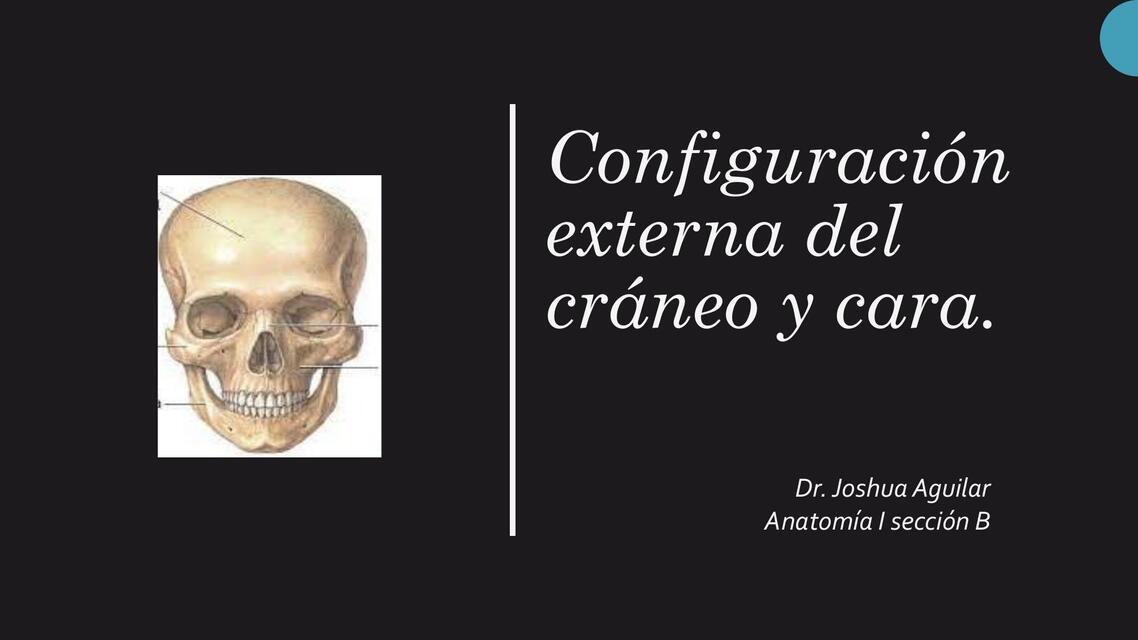 Configuración externa del cráneo y cara | ANYELI MARIELOS | uDocz