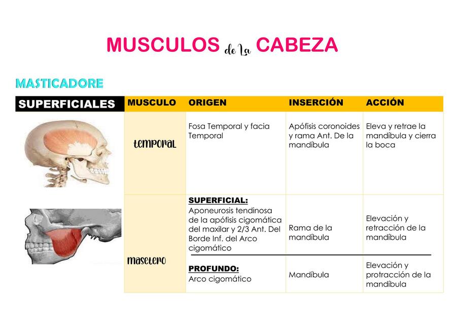MUSC DE LA CARA | Paula fisio | uDocz