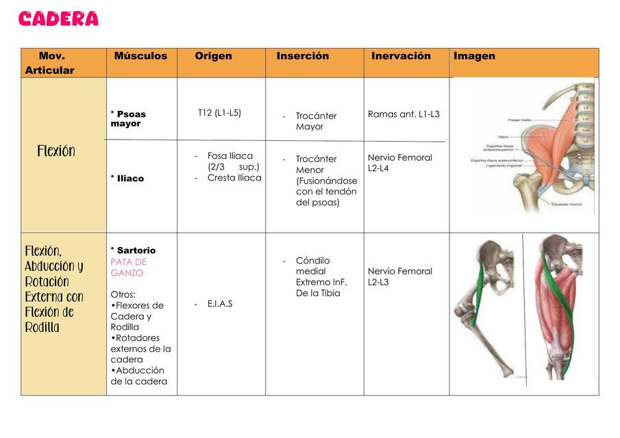 CADERA MUSC | Paula fisio | uDocz