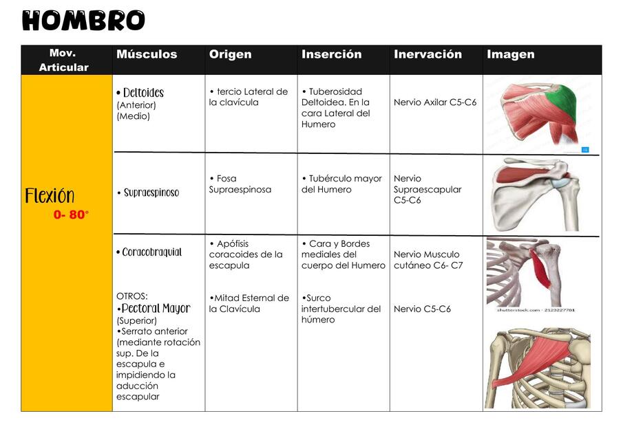 HOMBRO MUSC | Paula fisio | uDocz