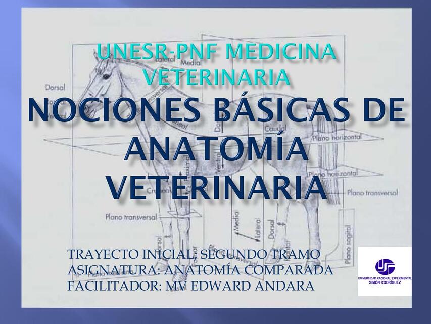 terminos de anatomia | Anayancy | uDocz