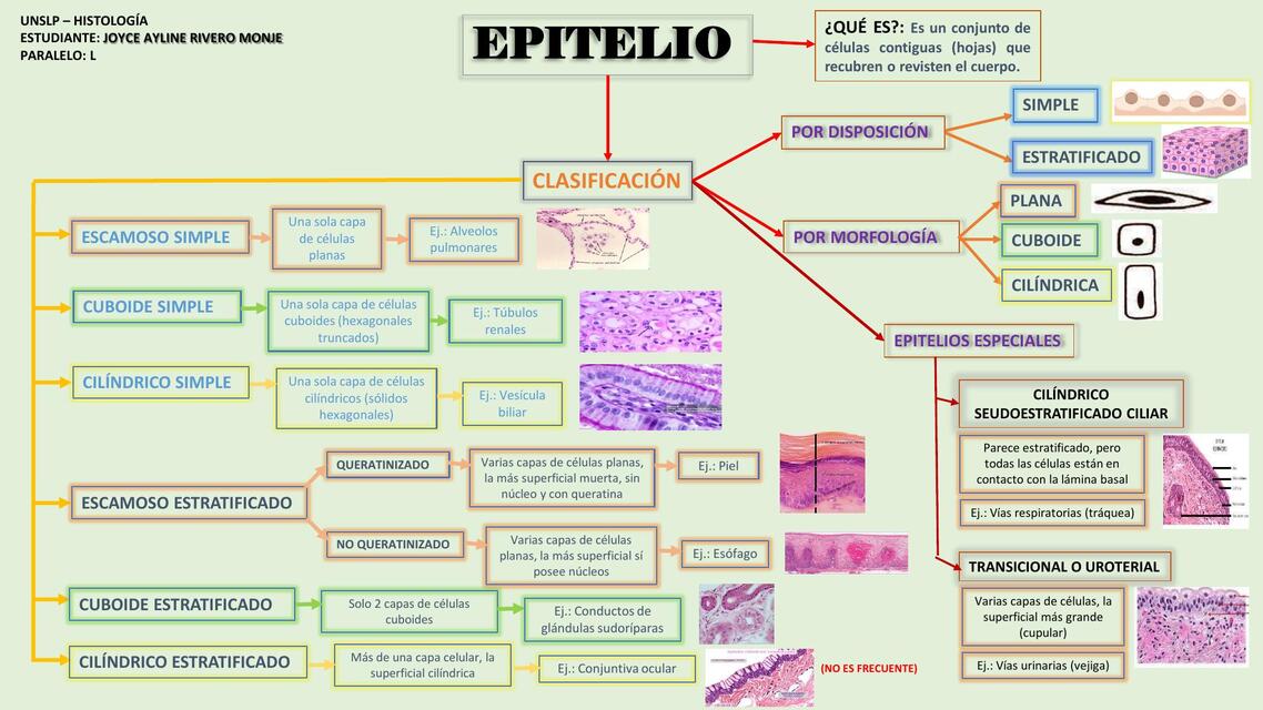 MAPA EPITELIO JOYCE AYLINE RIVERO MONJE | Rony Richarson | uDocz