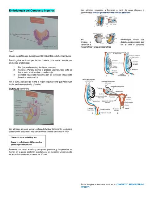 HITO 3 TEMA 3 SÉPTIMO SEMESTRE CIRUGIA | CLARA AYLIN CUSSY ARIAS | uDocz