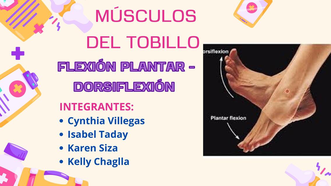 Músculos de flexión plantar y dorsiflexión origen e inserción | cynthia ...