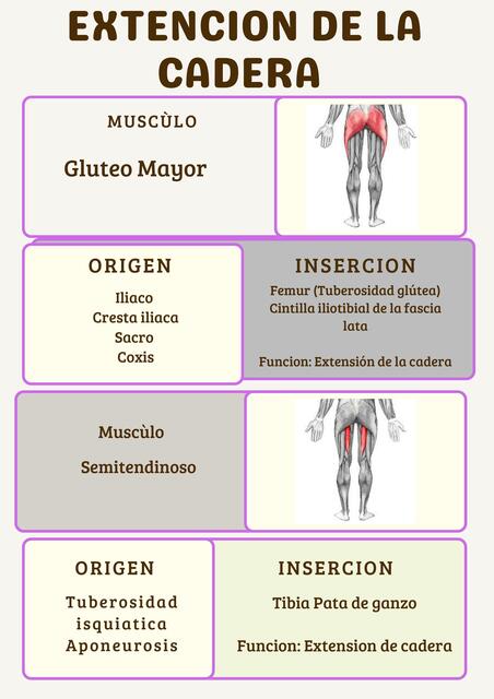 Músculos de extensión de cadera | cynthia | uDocz