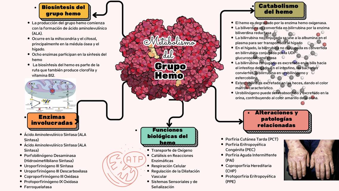 Metabolismo del grupo hemo | Andy Mejia | uDocz