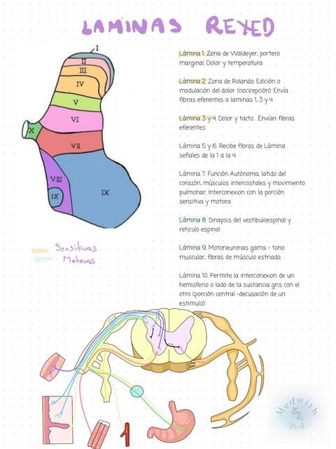 Laminas de Rexed | Mar Uribe | uDocz