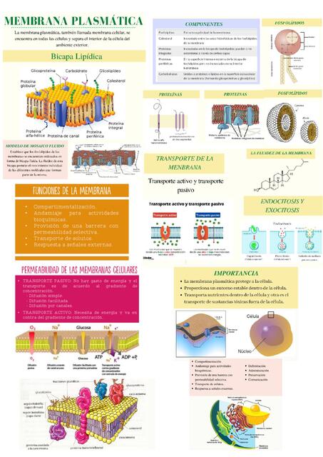 Infografías Membrana Plasmática | Fatima Elizabeth | uDocz