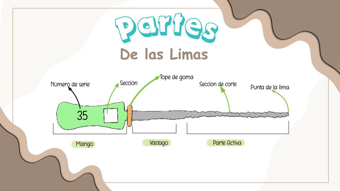 Partes de las limas | OdontoEnNotas | uDocz