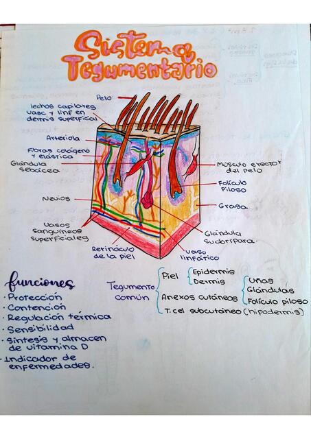 Sistema tegumentario | Julianny Quintero | uDocz