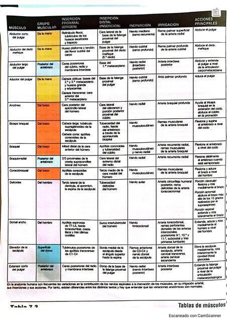 Tabla de Músculos Netter | Antonella | uDocz