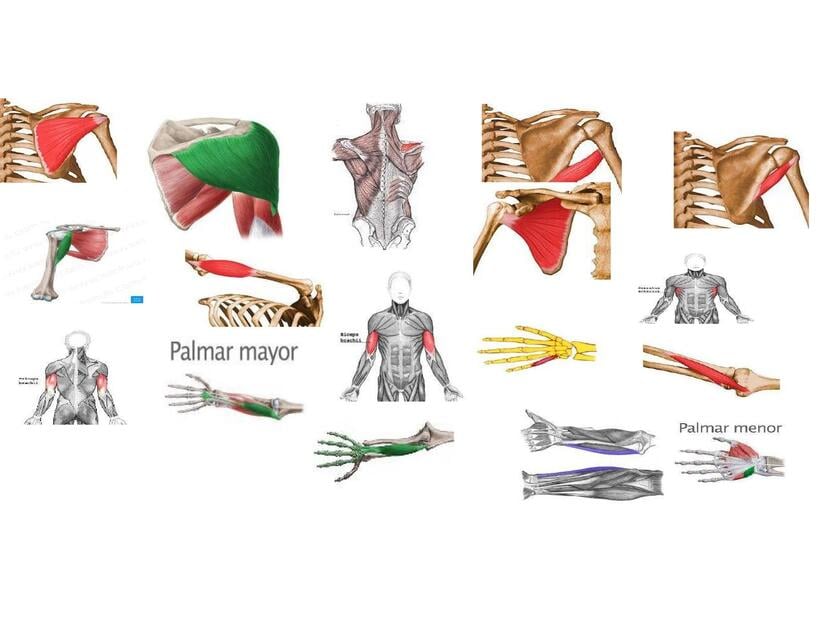 musculos de miembro superior | Federica | uDocz