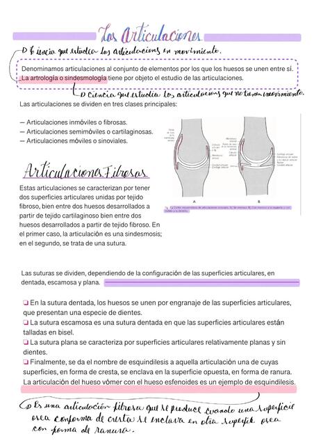 Las articulaciones Anatomía | dahiana florentino | uDocz