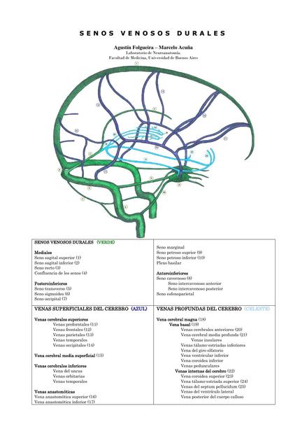Senos Venosos Craneales