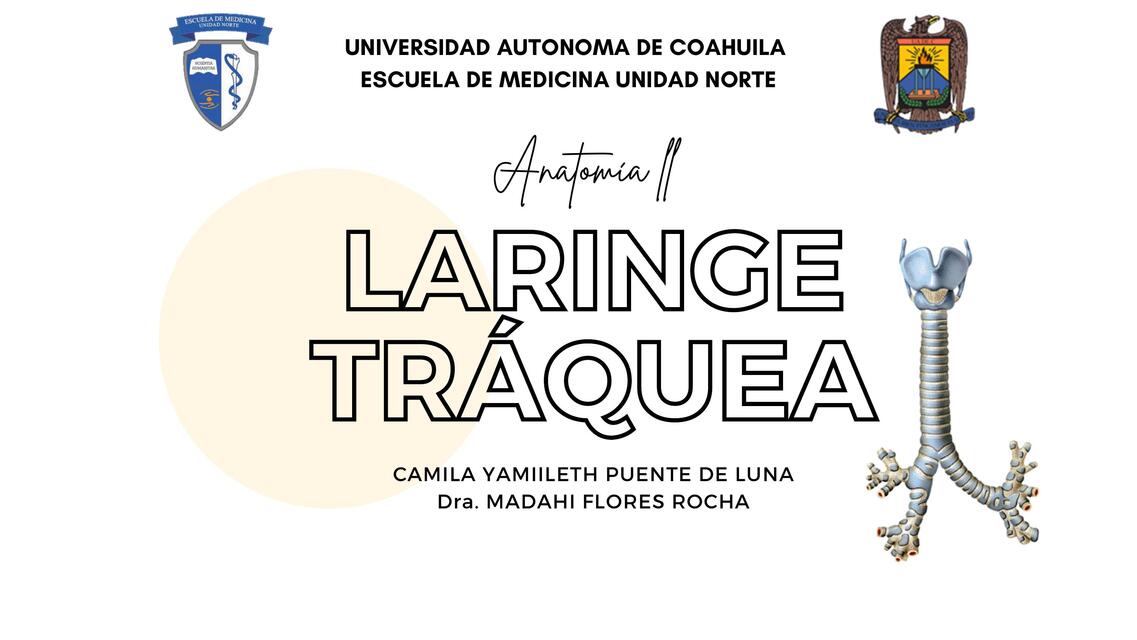 LARINGE y TRAQUEA | Camila | uDocz