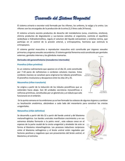Desarrollo del Sistema Urogenital | Diana | uDocz