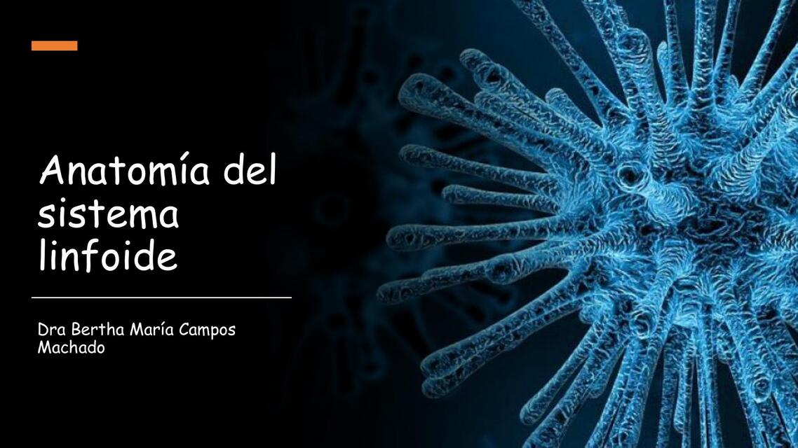 Clase 17 Anatomía del sistema linfoide | Gisselle | uDocz