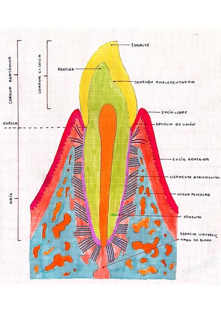 ESTRUCTURA DEL PERIODONTO | Odontoinfo 📍🦷 | uDocz
