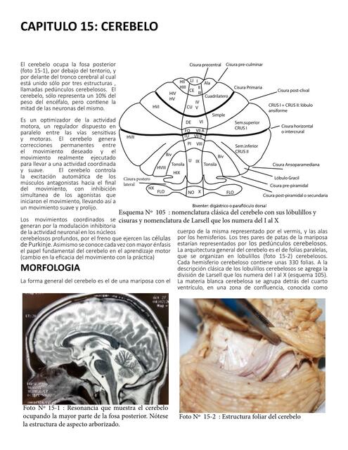 Cerebelo | Ricardo | uDocz