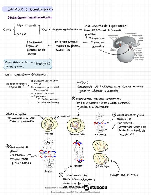 CANVA Capítulo 2 Embriología Langman gametogénes | LalaalGD | uDocz