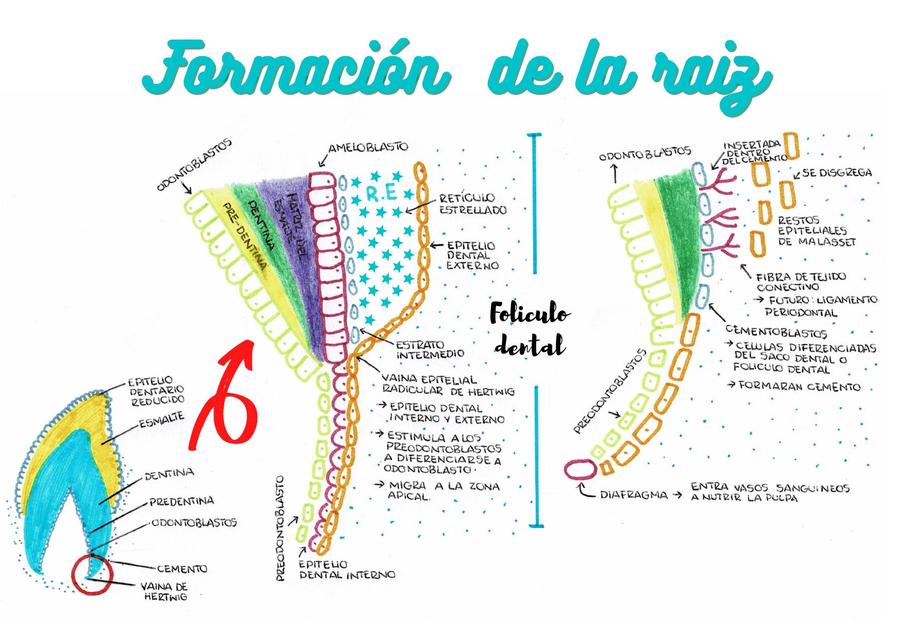 Formacion de la raiz | Anatomía | Formación de la raíz | uDocz