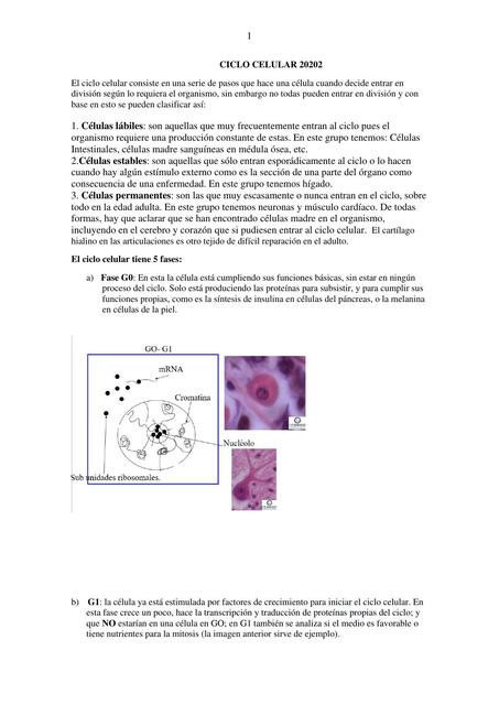 Ciclo celular | María José | uDocz