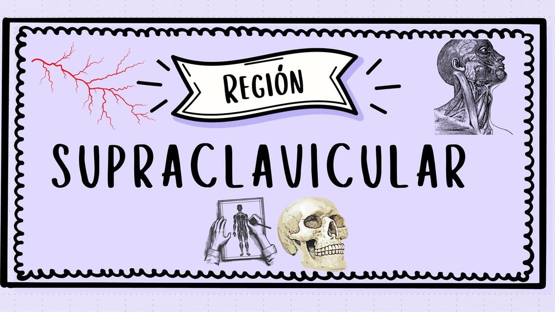 region supraclavicular ANATOMÍA | raquel flores mostajo | uDocz