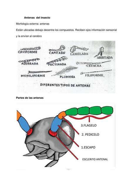 antenas del insecto | Erika Domínguez | uDocz