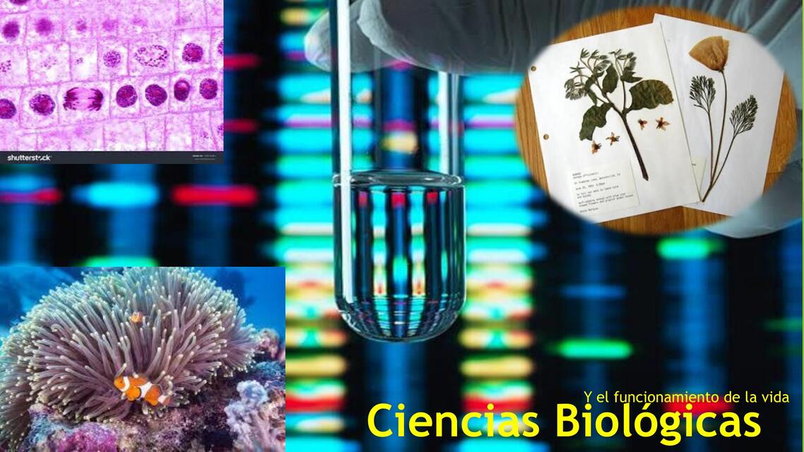 Flashcards de Microbiologia presentacion Ciencias Biológicas | Por Eduardo | uDocz