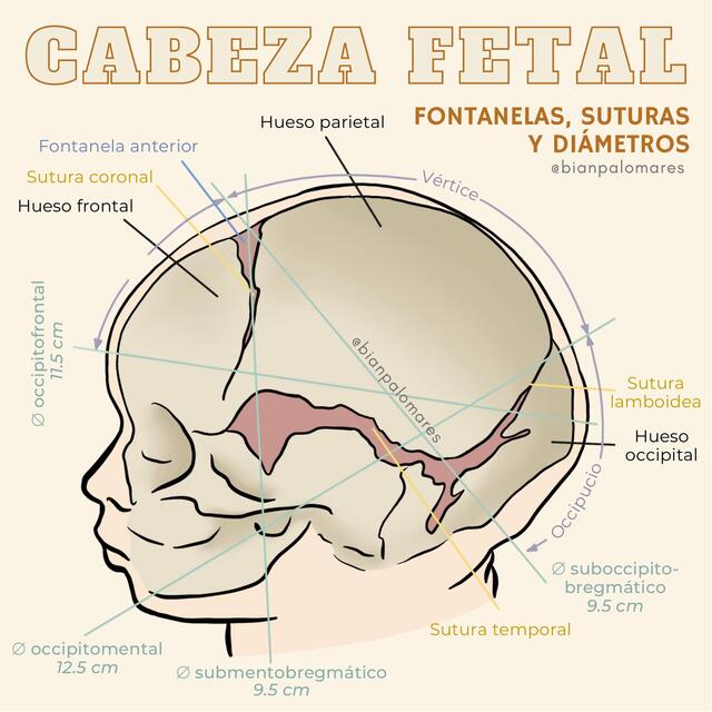 Cabeza fetal: fontanelas, suturas y diámetros | Quick.Mednotes | uDocz