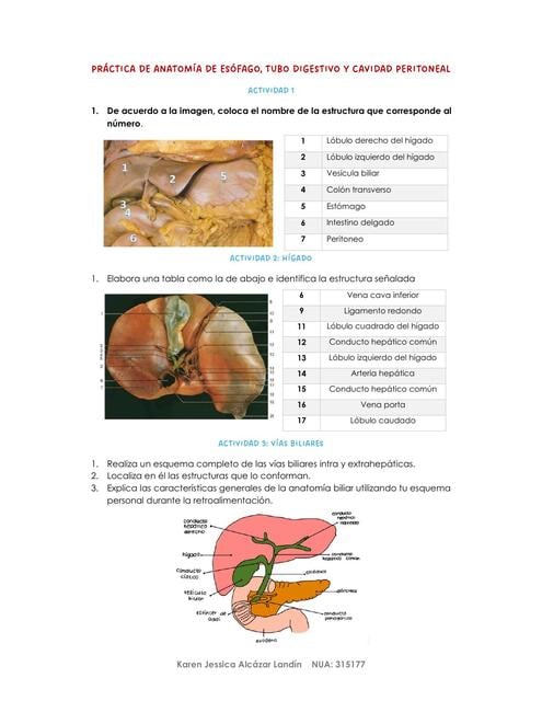Práctica de Anatomía Hepatobiliar | Jess | uDocz