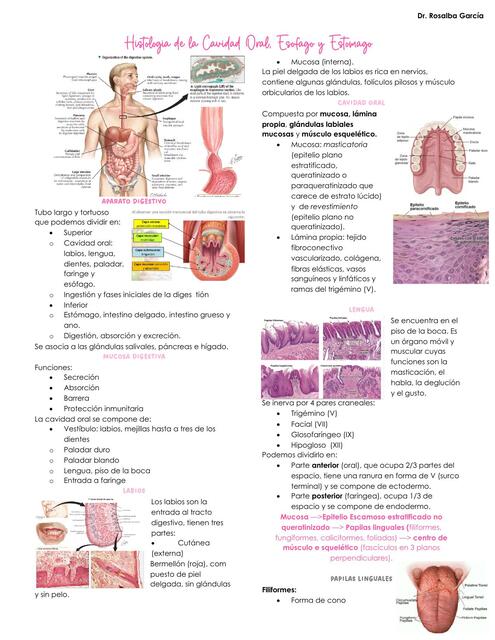 Histología de la Cavidad Oral, Esófago y Estómago | Jess | uDocz