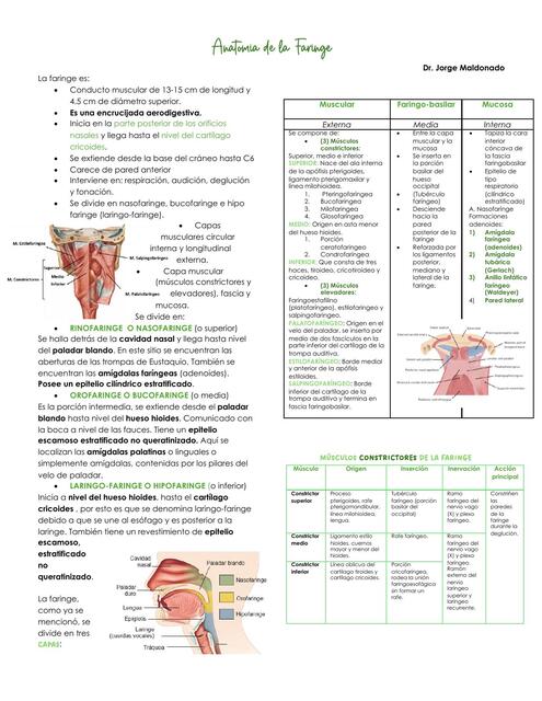 Anatomía de Faringe | Jess | uDocz
