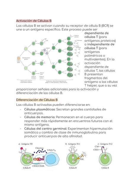 ACTIVIDAD 12 Activación diferenciación y memoria | Valentina | uDocz