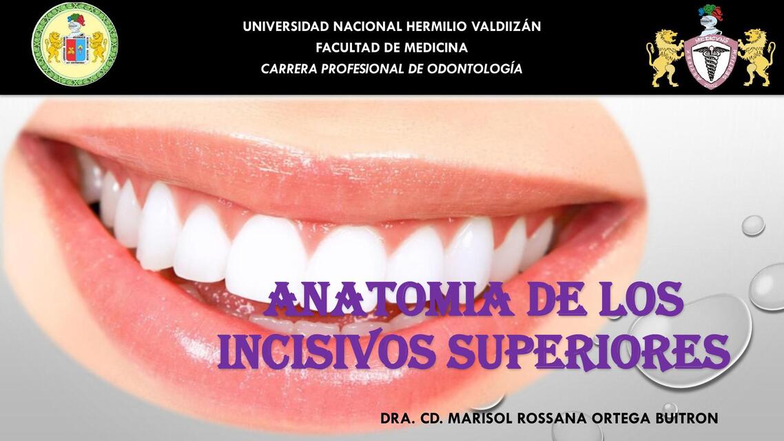 Flashcards de SEMANA 4 ANATOMÍA DE LOS INCISIVOS SUPERIORES | Por jhon ...