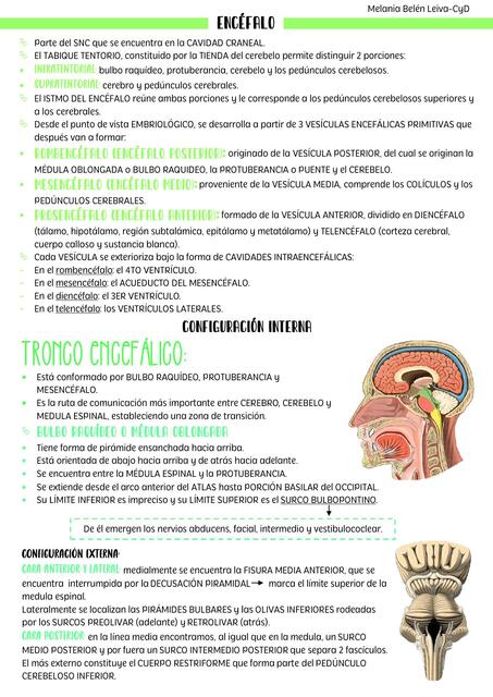 SNC 2-Encéfalo, tronco encefálico y cerebelo | Melania Leiva | uDocz
